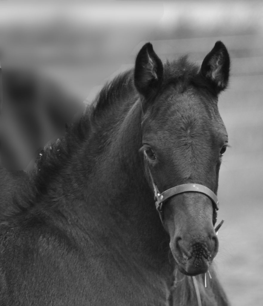 Phantom – Cedar Falls Equestrian Center LLC